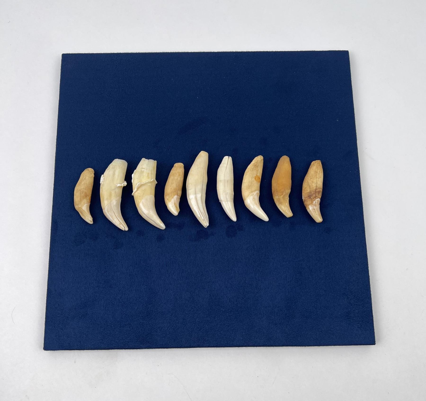 Collection of Bear Teeth