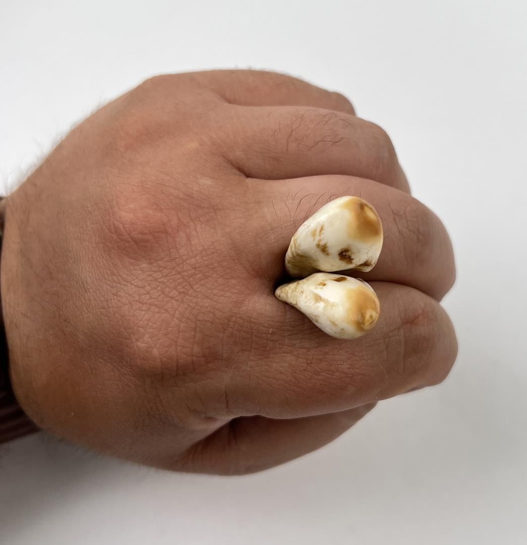 Pair of Montana Bull Elk Teeth