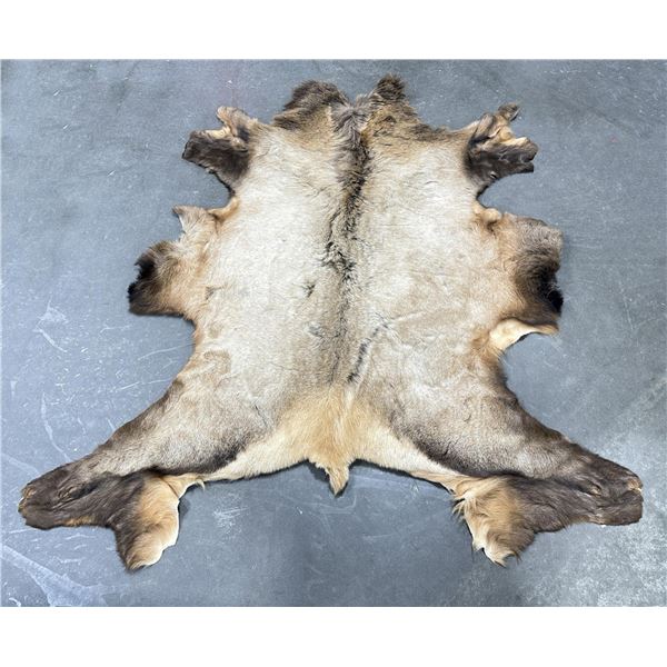 Montana Taxidermy Tanned Leather Elk Hide
