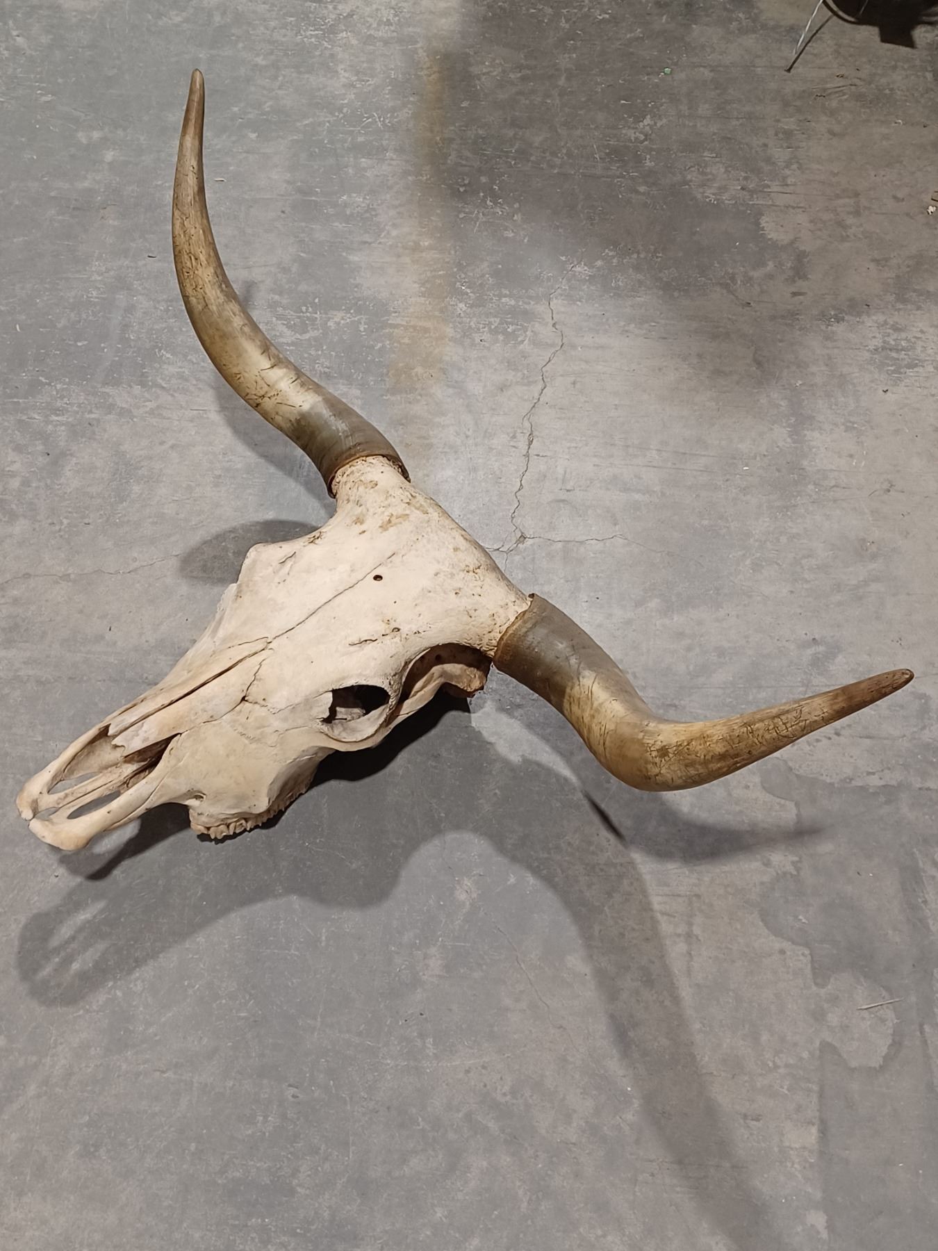 TEXAS LONG HORN SKULL WITH HORNS LARGE SKULL 37" SPREAD