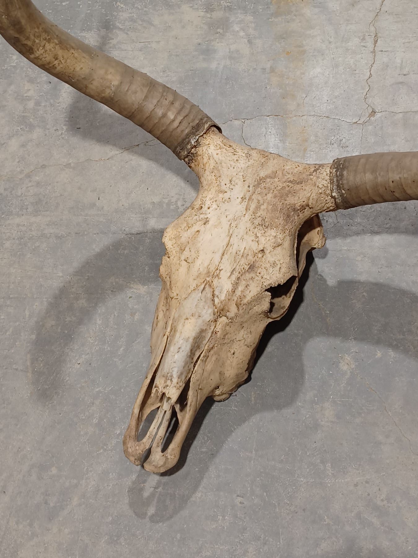 TEXAS LONG HORN SKULL WITH HORNS LARGE SKULL 30" SPREAD