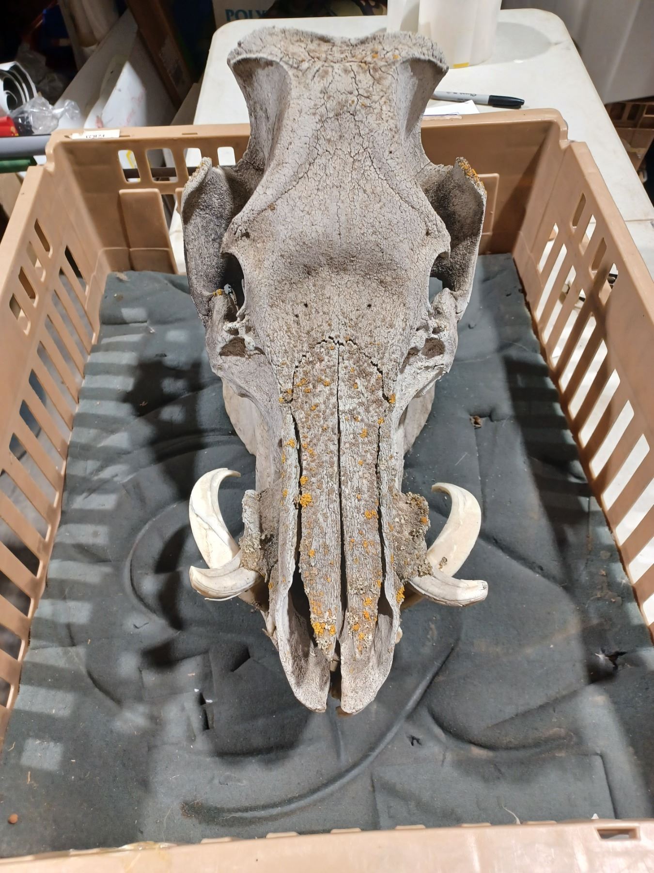 VERY LARGE WILD BOAR SKULL WITH ALL TUSK