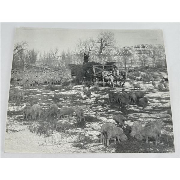 LA Huffman Sheep Ranch Photo