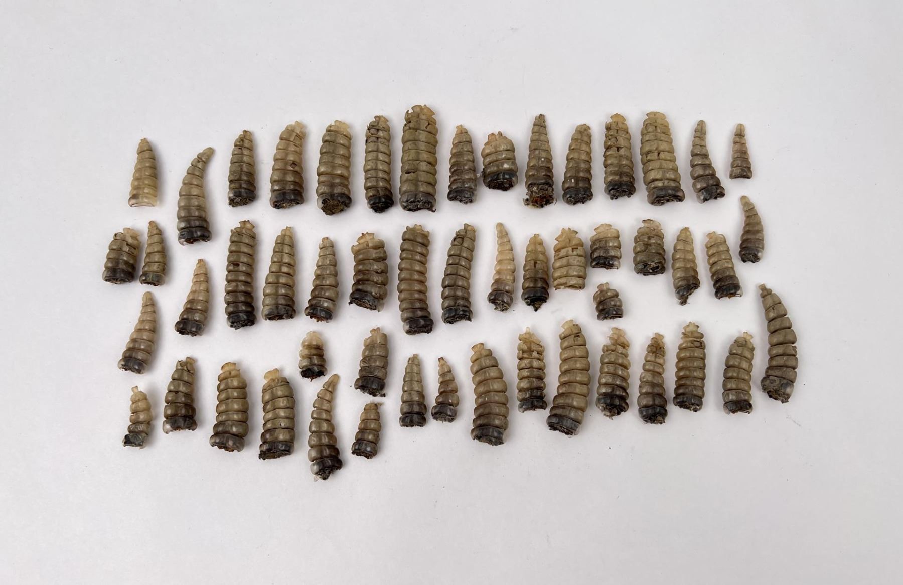 Huge Collection of Montana Rattlesnake Rattles