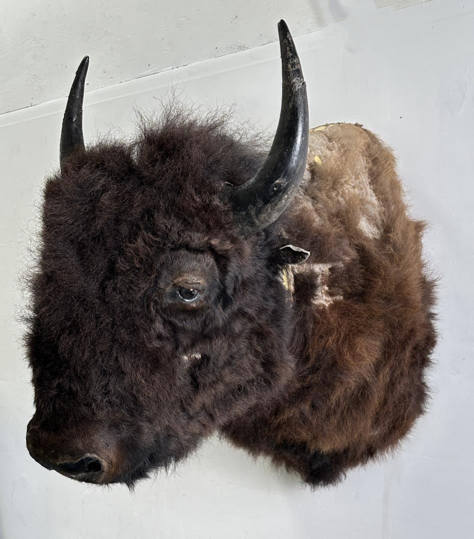 Rare Taxidermy Montana Zombie Buffalo Head Mount