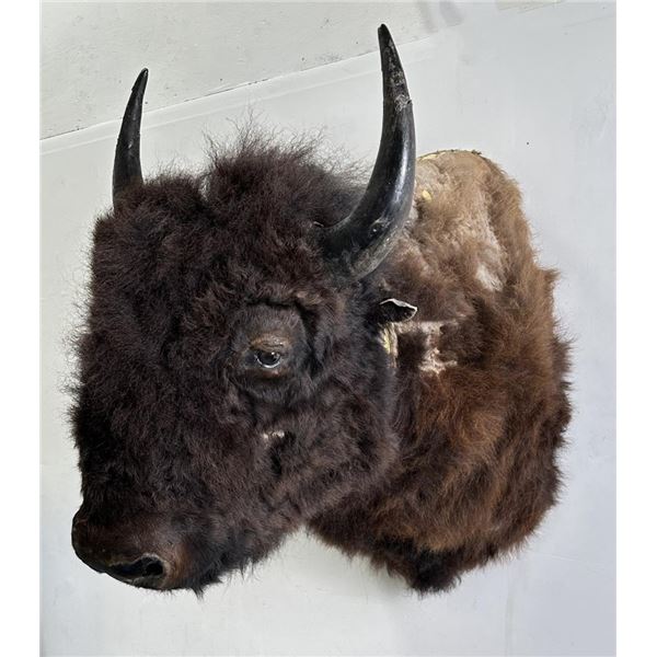 Rare Taxidermy Montana Zombie Buffalo Head Mount