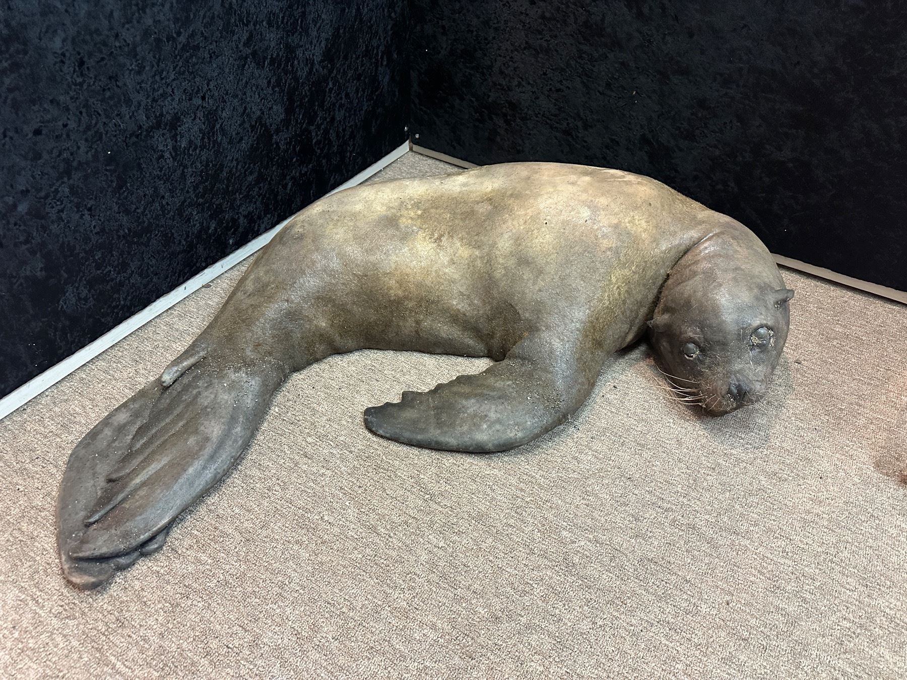 Custom-made life-like life-sized sea lion prop created by Bill ...