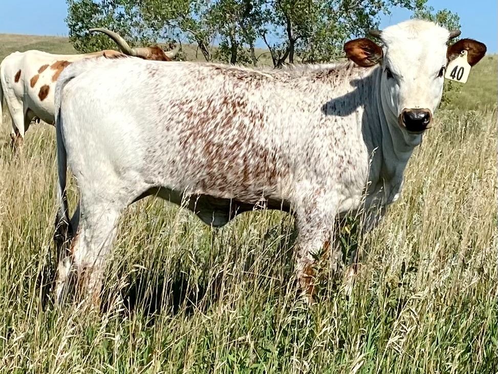 Iron Girl Heifer Calf - Hired Hand Live