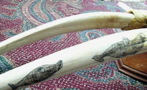 Scrimshawed Female Walrus Head Mount, tusks are approximately 21"