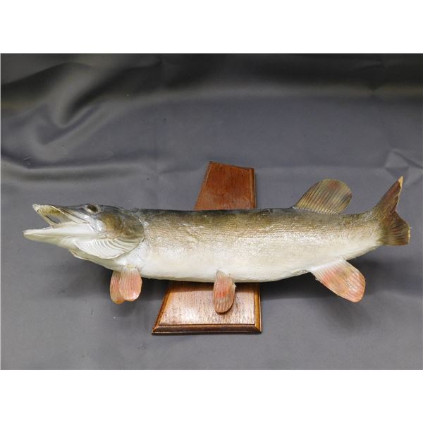 Taxidermy Northern Pike Mounted 16" Long