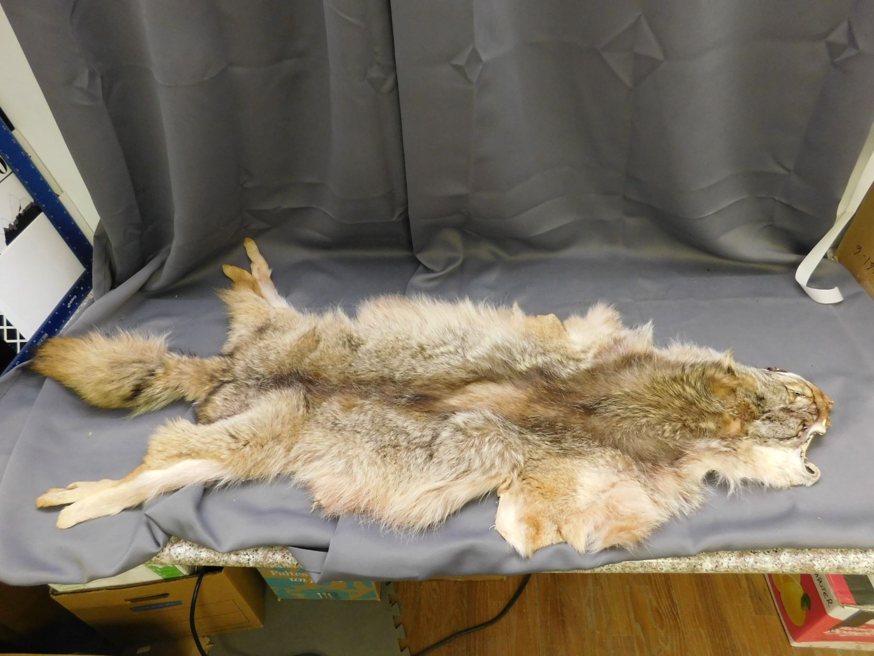 Coyote Pelt
