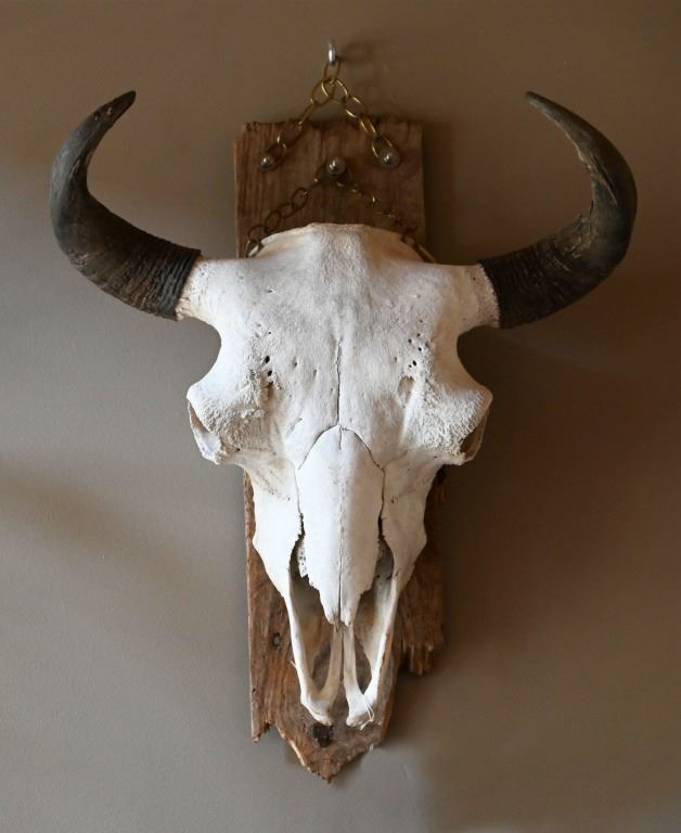 Buffalo Skull Taxidermy Mount
