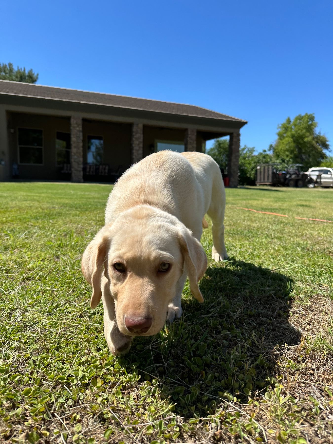 YELLOW LAB PUPPY