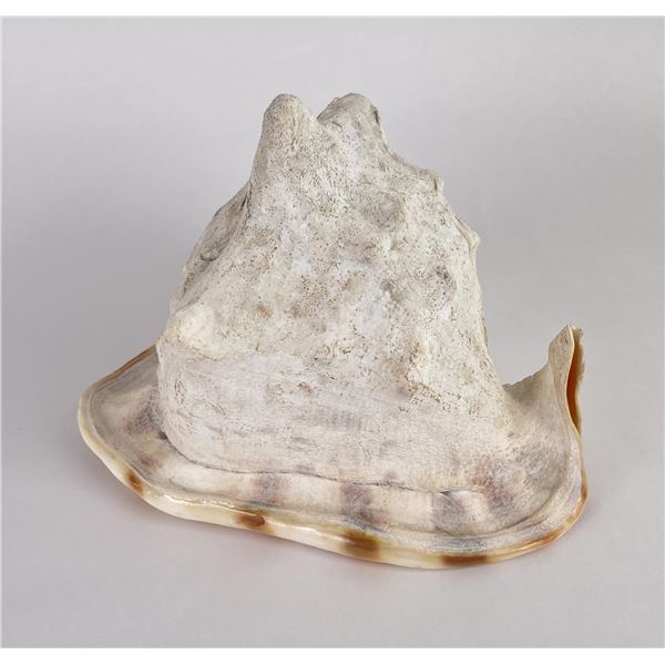 Large Queen Conch Shell