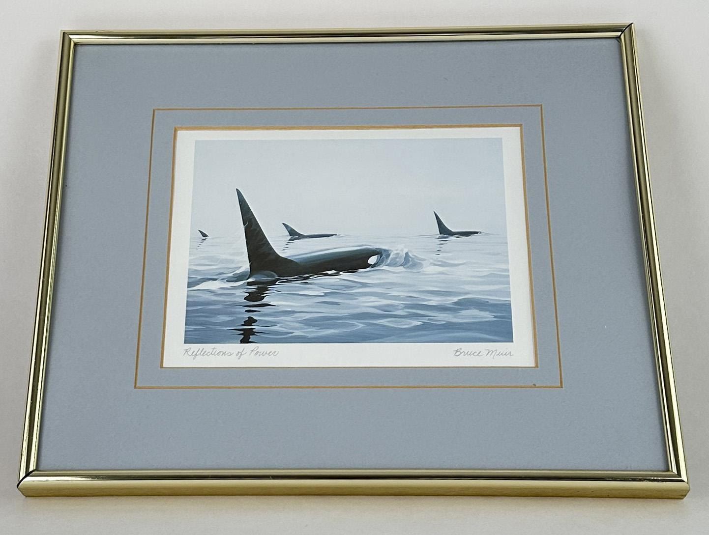 Bruce Muir Killer Whale Print