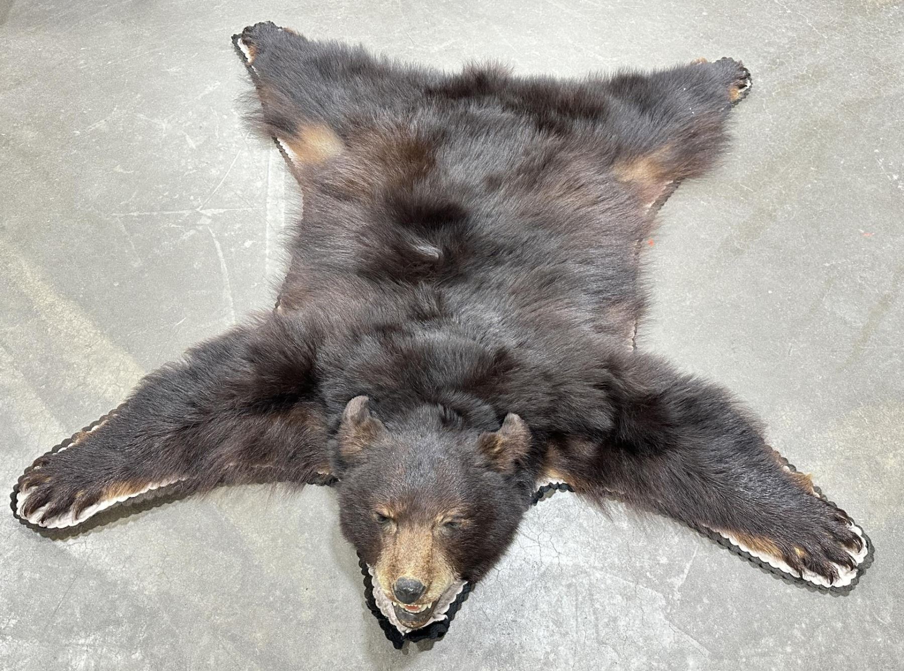 Large Montana Taxidermy Black Bear Rug