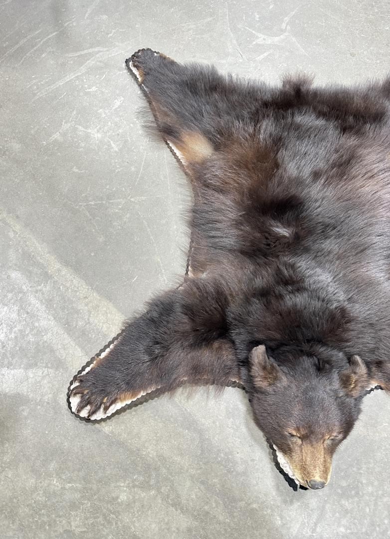 Large Montana Taxidermy Black Bear Rug