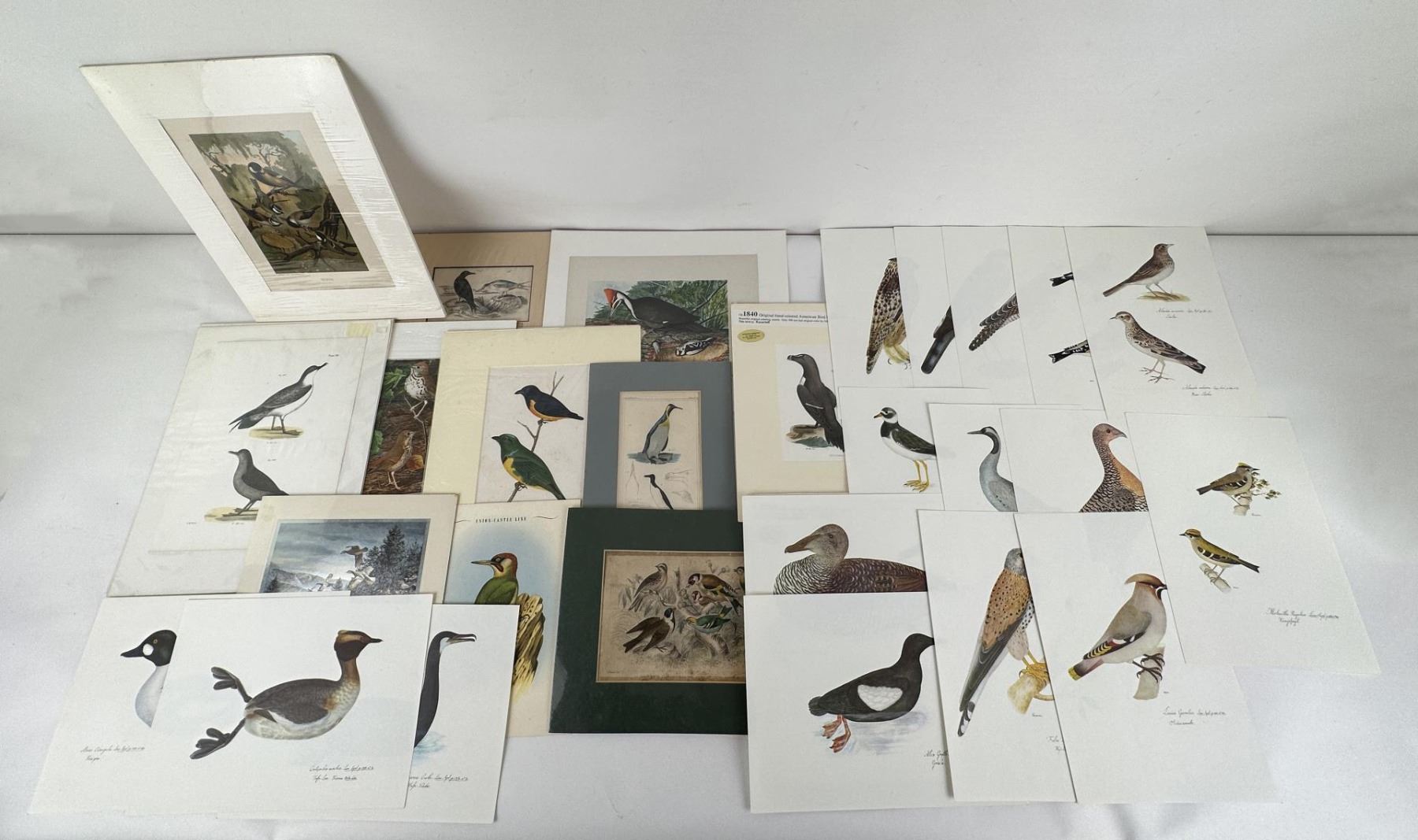 Collection of Antique Bird Lithographs