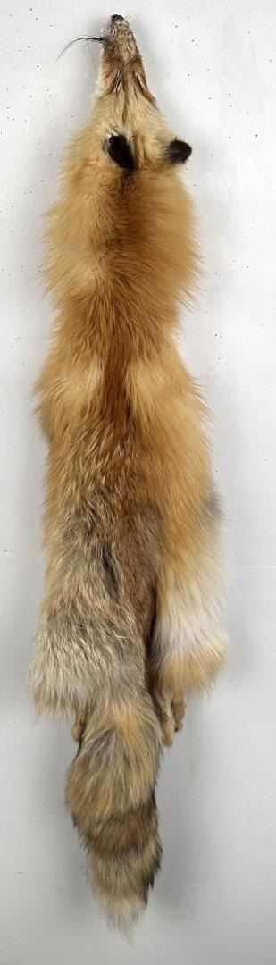Montana Taxidermy Red Fox Hide Pelt