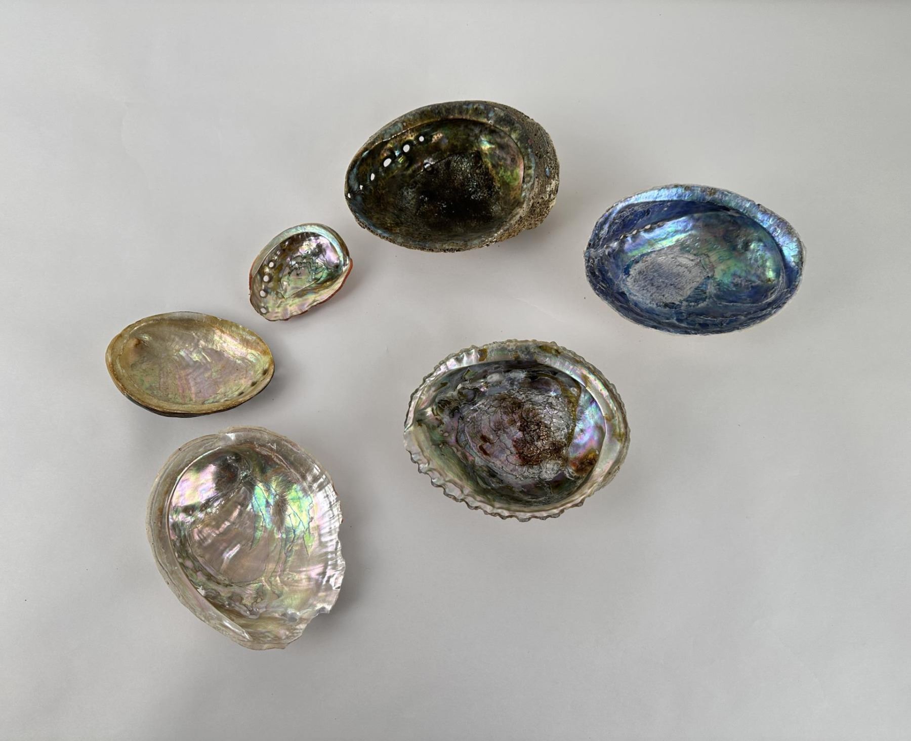 Collection of Abalone Shells