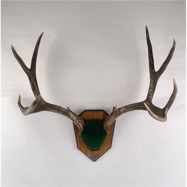 Taxidermy Large Trophy Mule Deer Horns