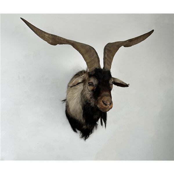 Taxidermy Black Catalina Goat Mount
