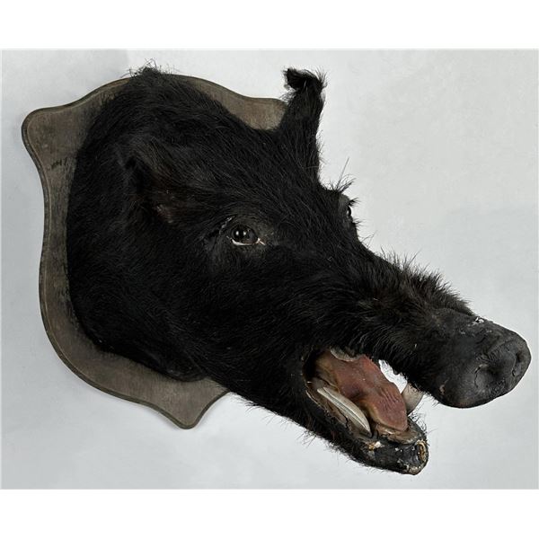 Taxidermy Wild Boar Shoulder Mount