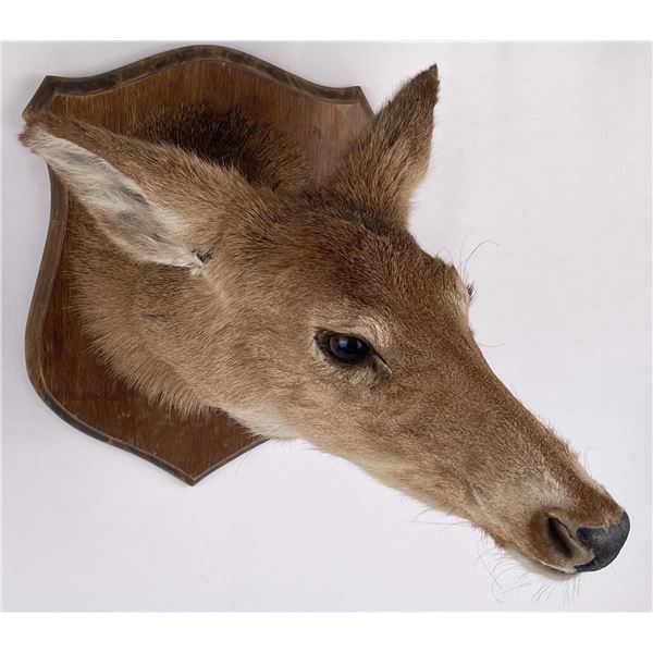 Taxidermy Whitetail Doe Deer Mount
