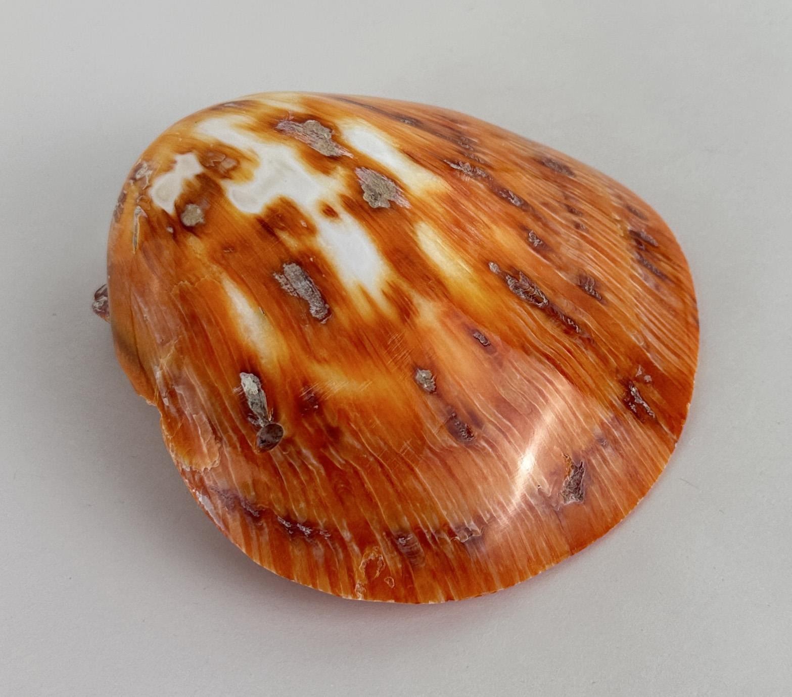 Polished Spiny Oyster Shell