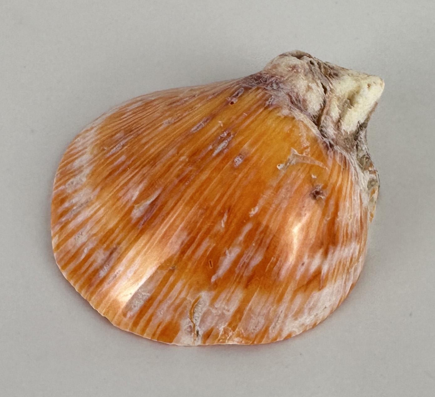 Polished Spiny Oyster Shell