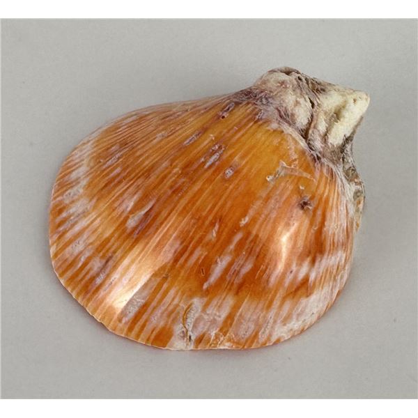 Polished Spiny Oyster Shell