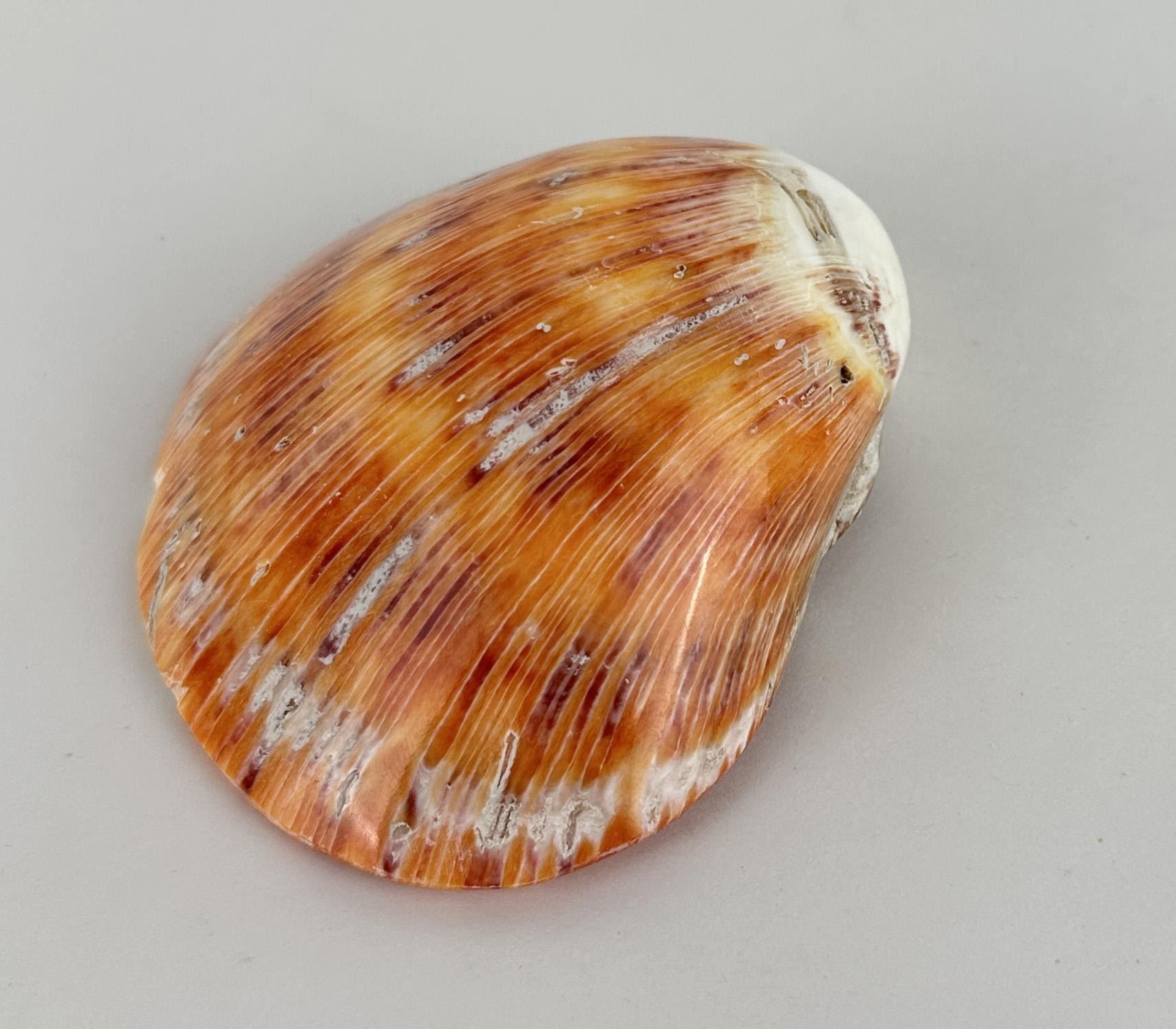 Polished Spiny Oyster Shell
