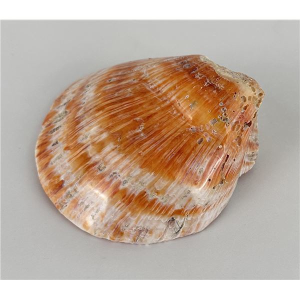 Polished Spiny Oyster Shell