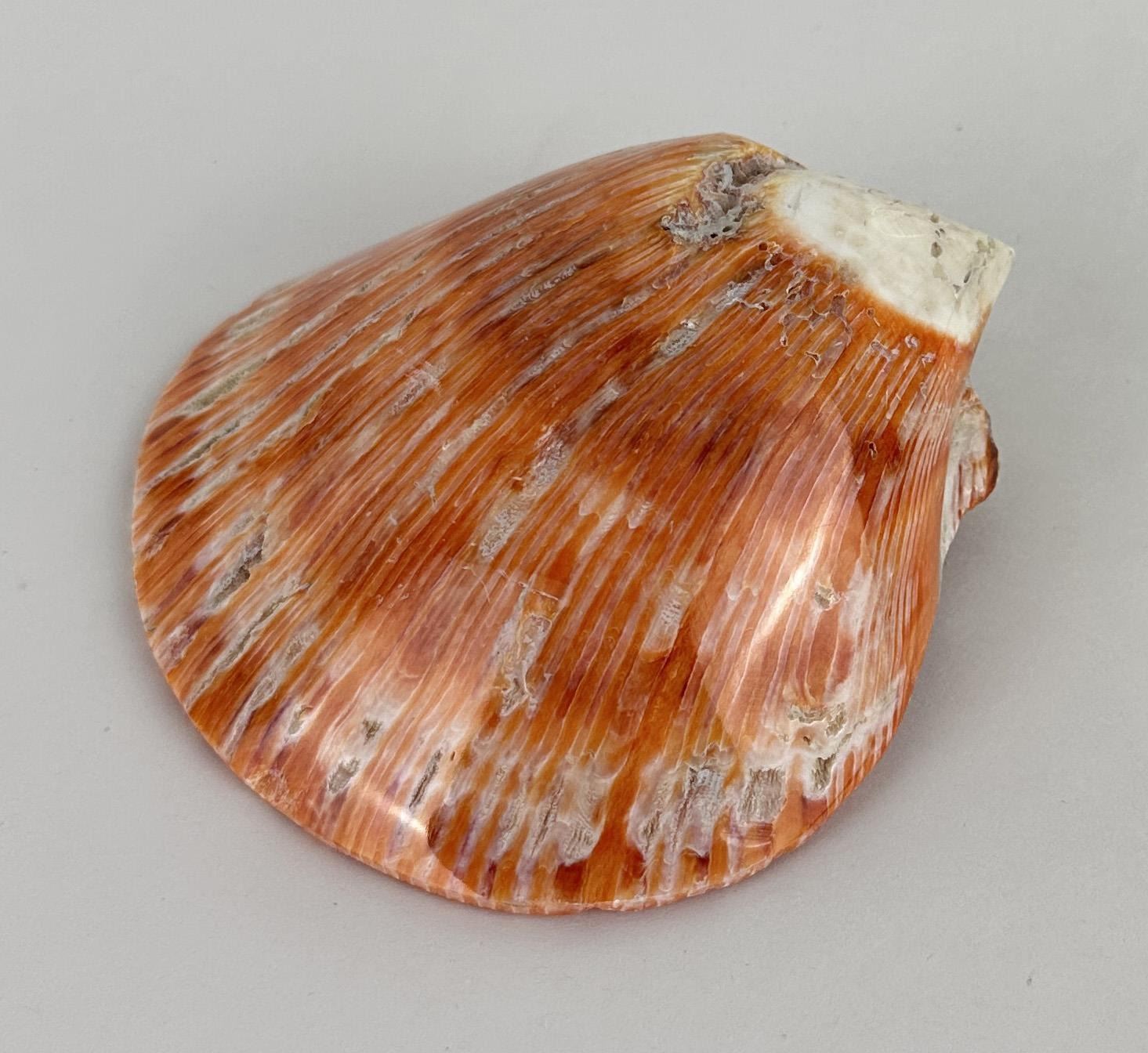 Polished Spiny Oyster Shell
