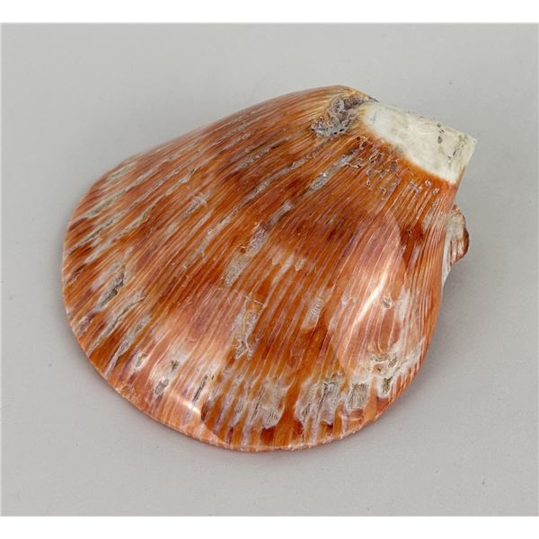 Polished Spiny Oyster Shell
