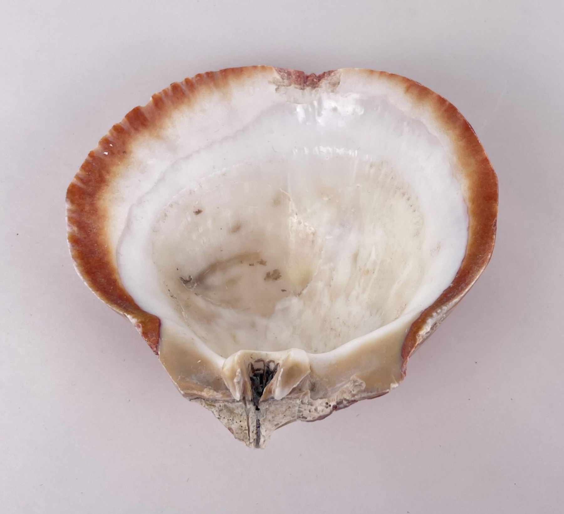 Polished Spiny Oyster Shell