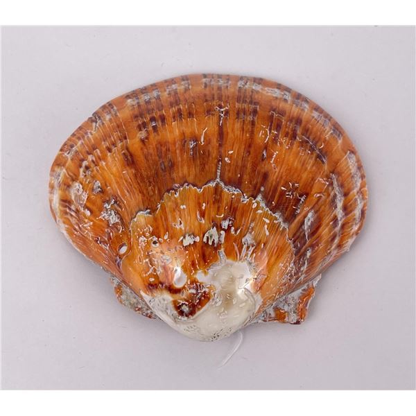 Polished Spiny Oyster Shell