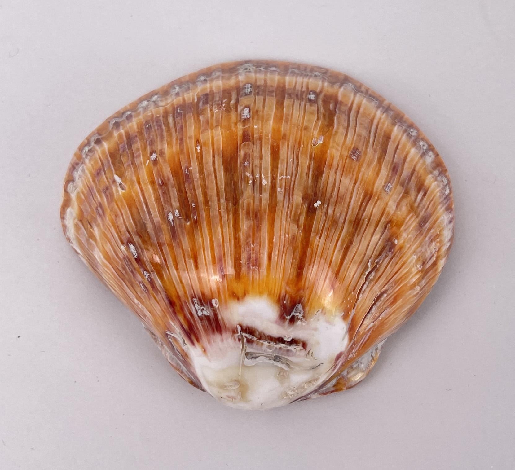 Polished Spiny Oyster Shell