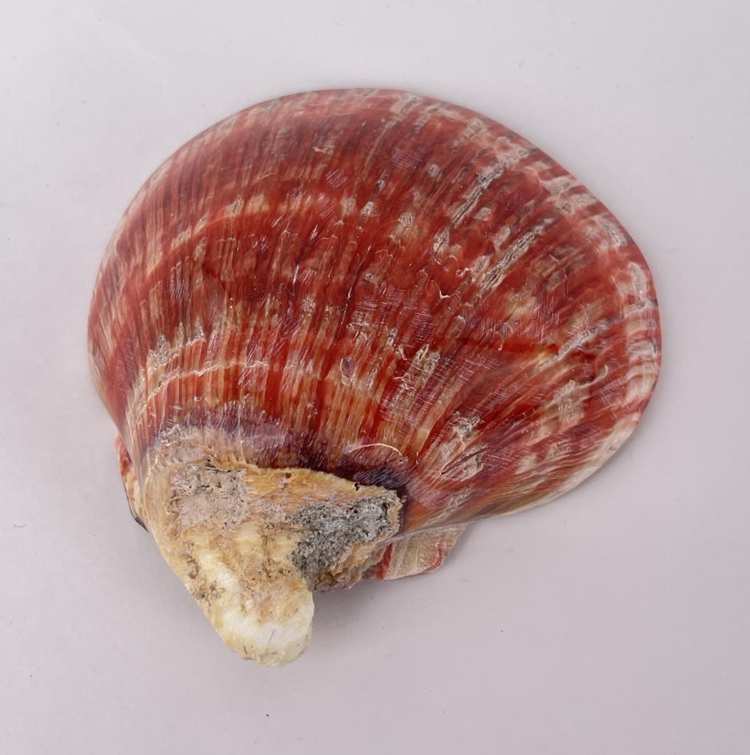 Polished Spiny Oyster Shell