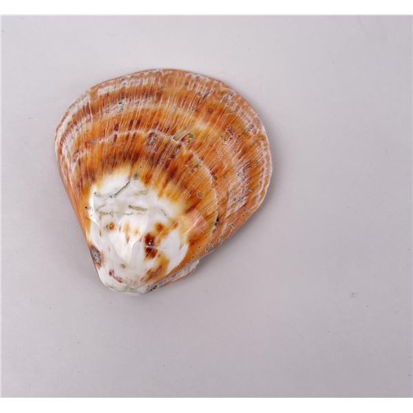 Polished Spiny Oyster Shell