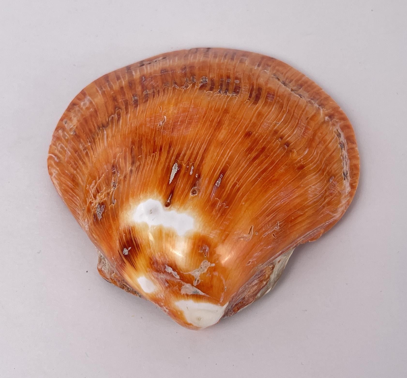 Polished Spiny Oyster Shell