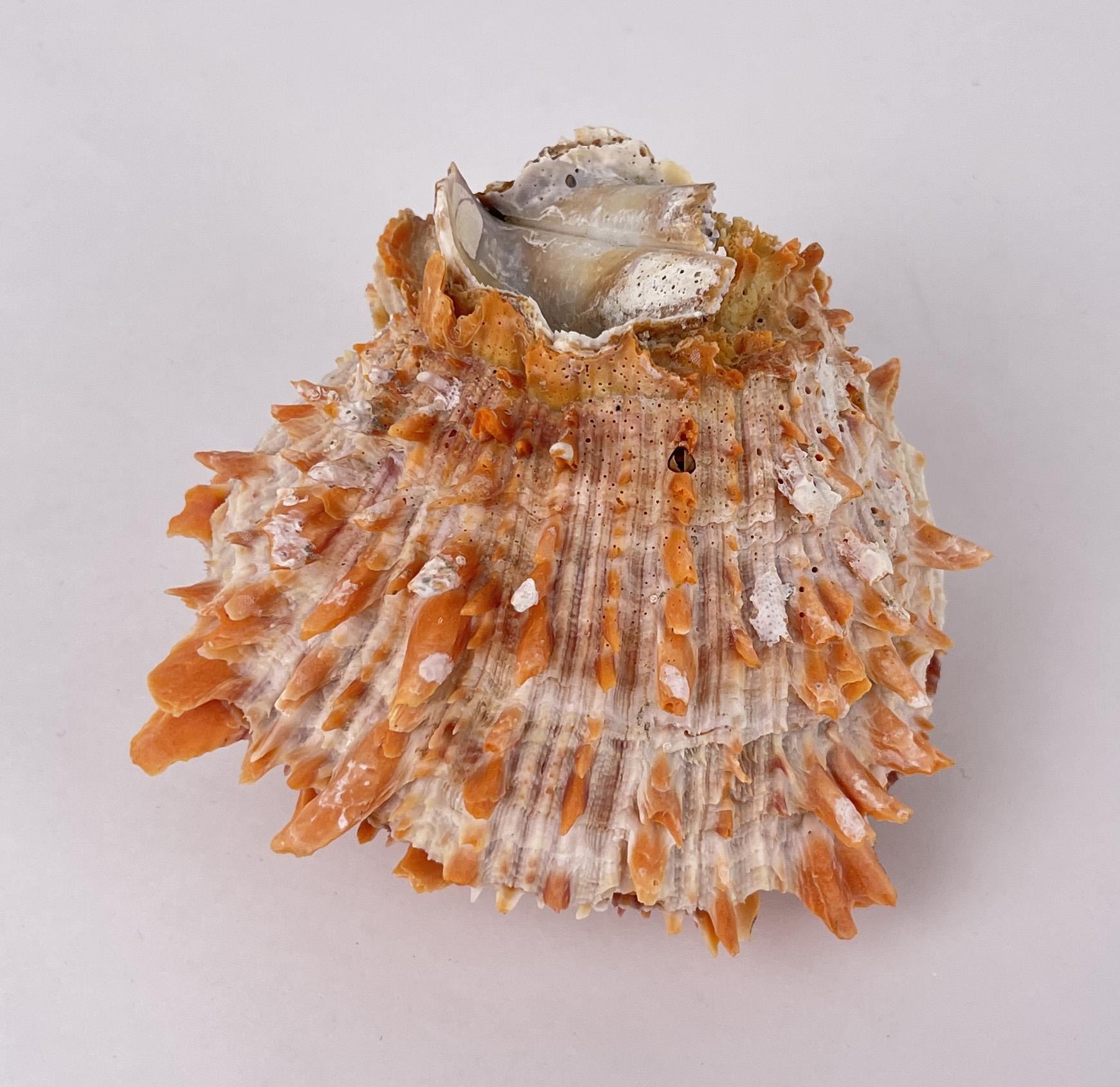 Spiny Oyster Sea Shell