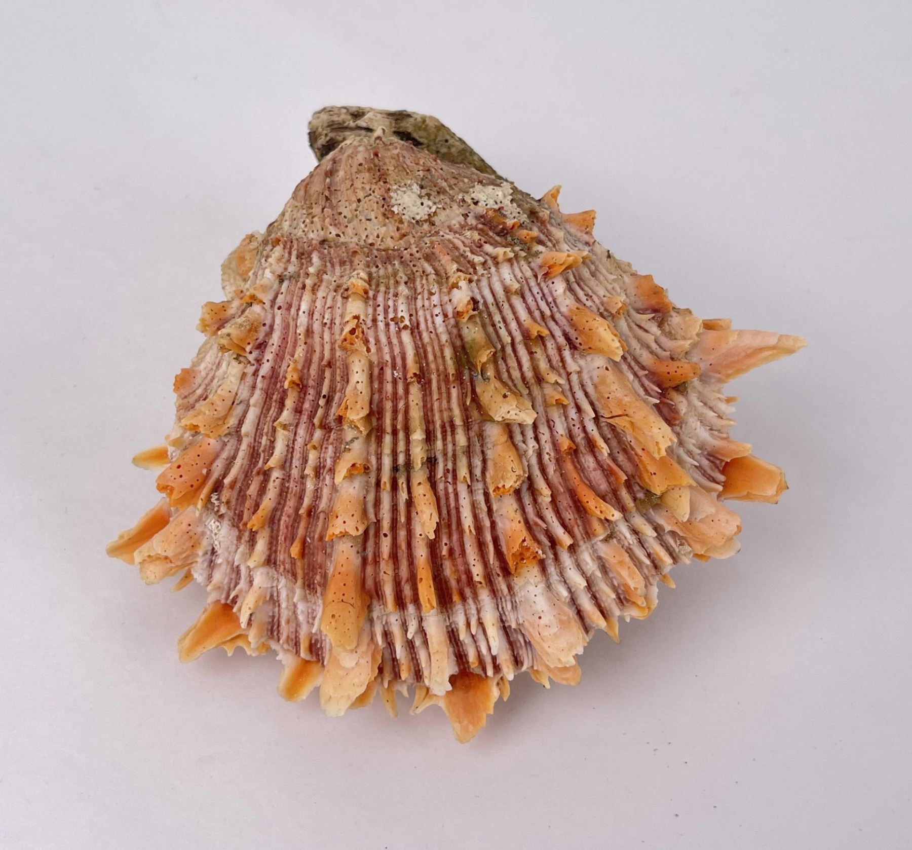 Spiny Oyster Sea Shell