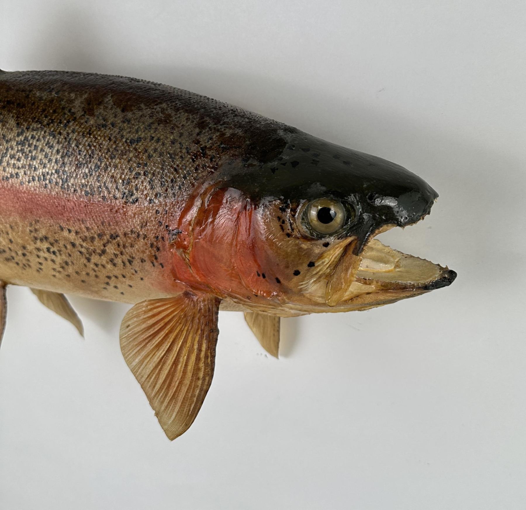 Large Montana Rainbow Trout Real Skin Fish Mount