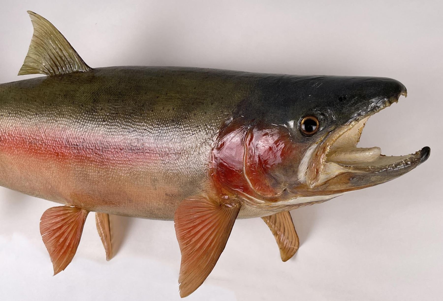 Coho Salmon Real Skin Fish Taxidermy Mount