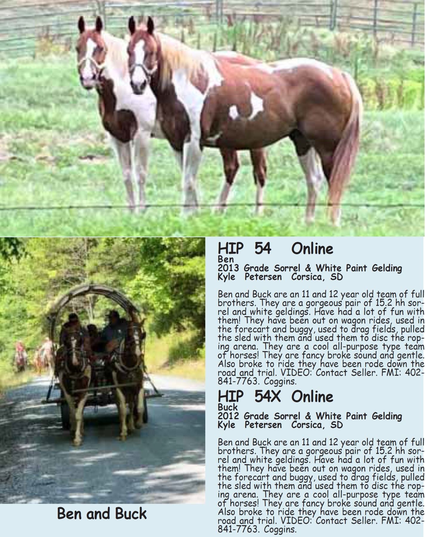 Buck - Northern Livestock Video Auction