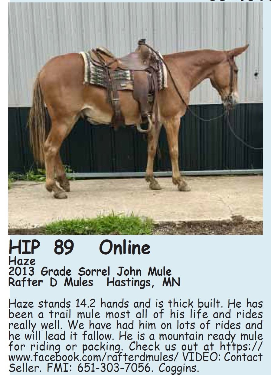 Haze - Northern Livestock Video Auction