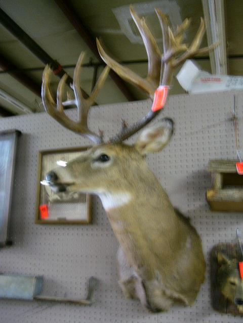 10 Point Non-Typical Mule Deer