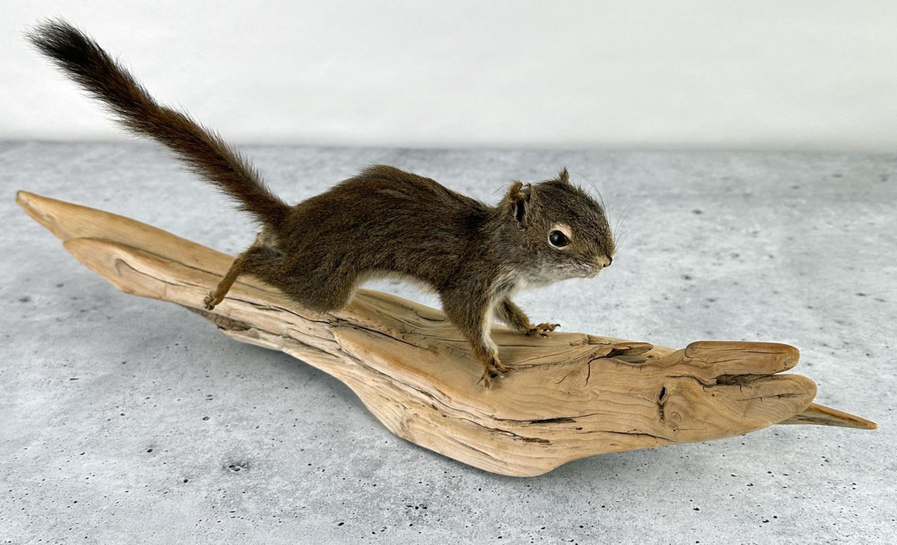 Montana Pine Squirrel Taxidermy Mount