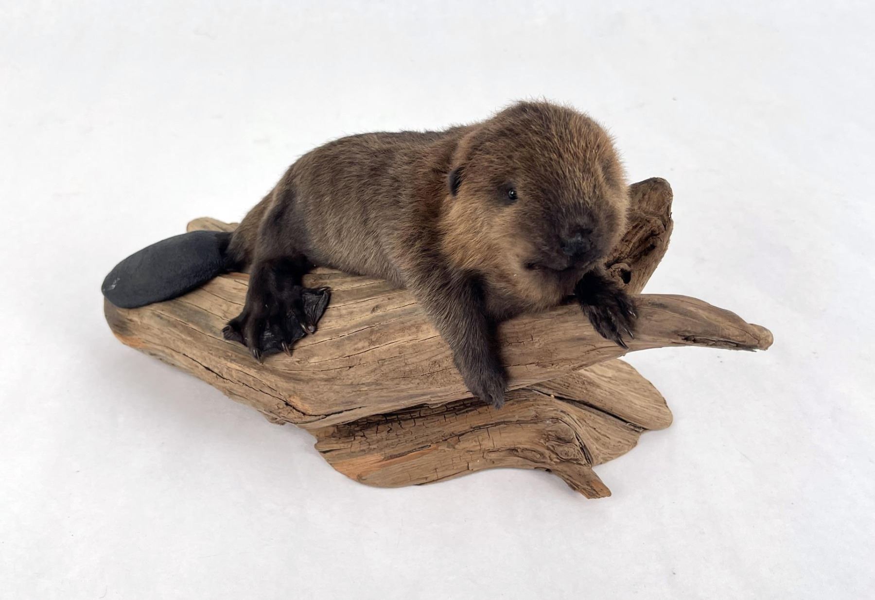 Montana Taxidermy Baby Kit Beaver Full Body Mount